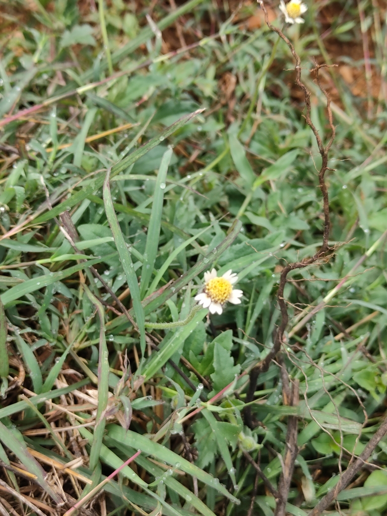 Tridax daisy from Pudur, Tamil Nadu 621302, India on June 7, 2024 at 09 ...