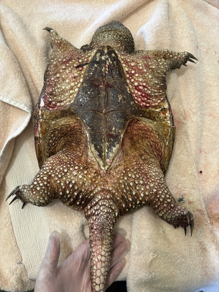 Common Snapping Turtle from Knapps Island, Amherstburg, ON, CA on June ...