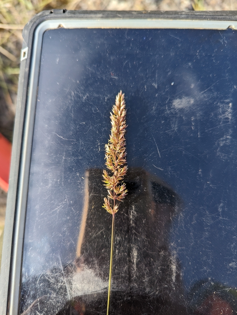 Prairie Junegrass from Walhachin, BC V0K 2P0, Canada on June 6, 2024 at ...