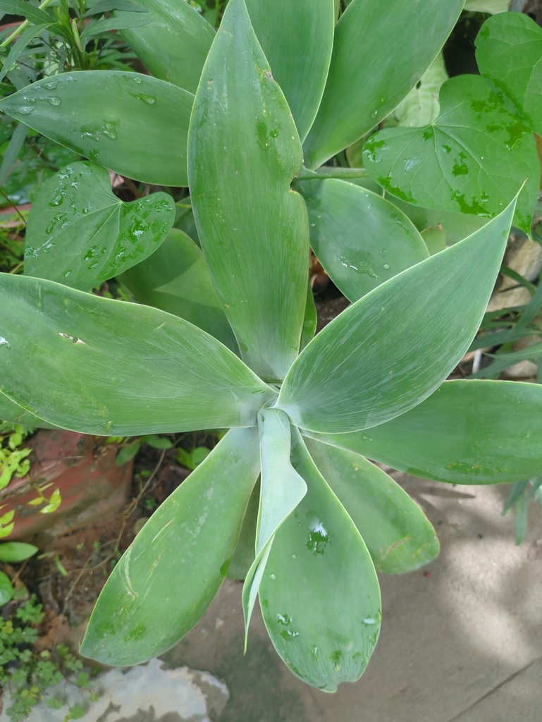century plants from 356, Tatanagar, Devinagar, Bengaluru, Karnataka ...