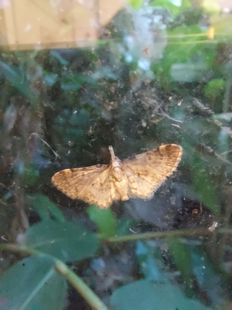 Pasiphila plinthina on June 7, 2024 at 04:34 PM by Te Atarua · iNaturalist