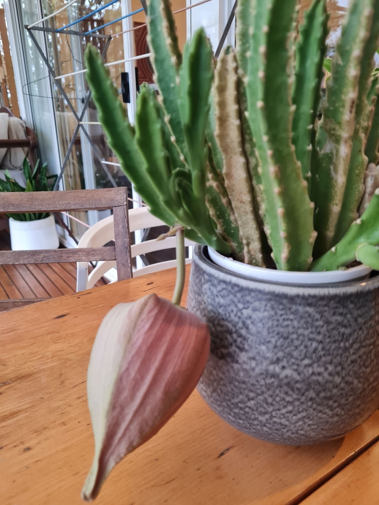 Starfish flowers from Berowra Heights NSW 2082, Australia on December ...