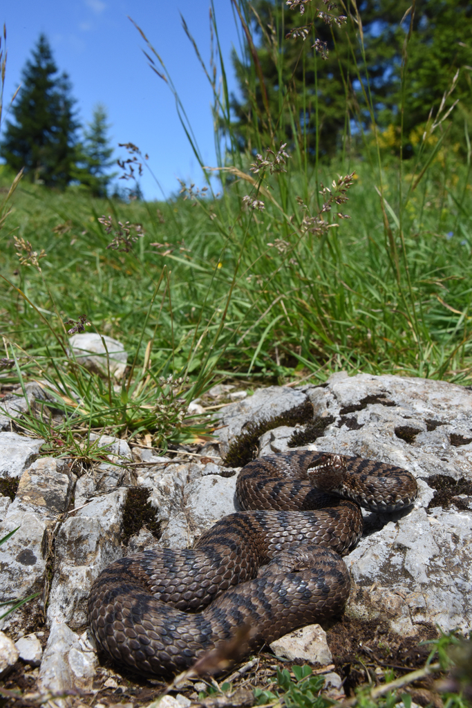 Balkan Cross Adder in June 2024 by Wolfgang Wüster · iNaturalist