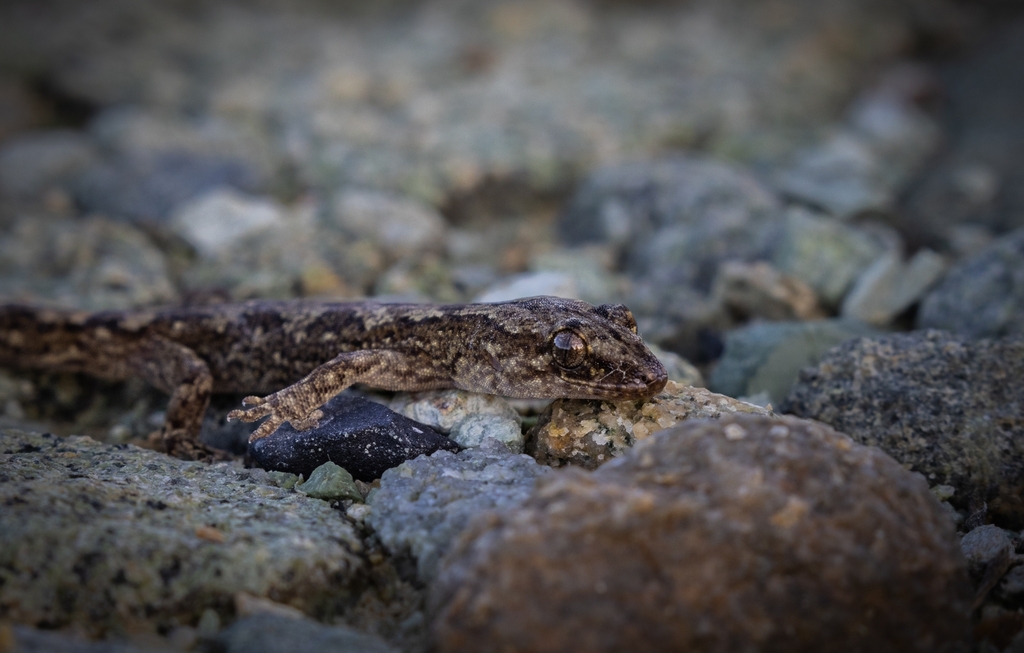 Minimac Gecko in June 2024 by Oren Cranna-Powell. Found on extremely ...