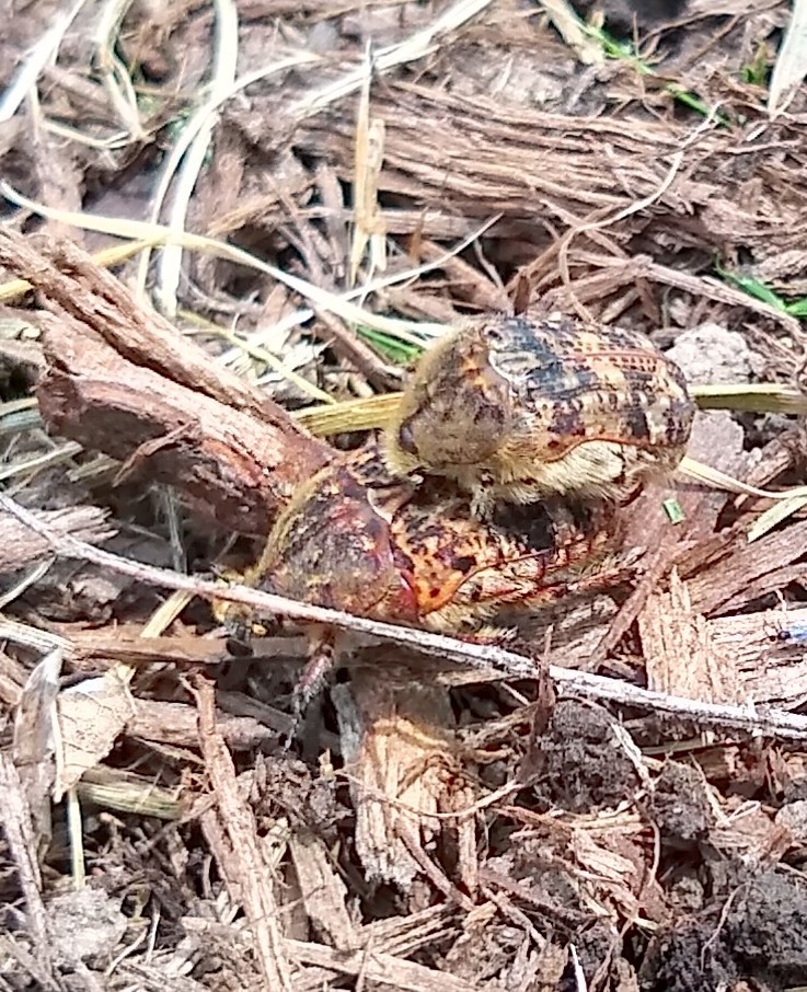 Bumble Flower Beetle from Wadsworth, OH 44281, USA on May 16, 2019 at ...