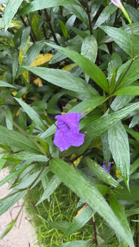 Mexican ruellia from Ma Liu Shui, Sha Tin on June 7, 2024 at 05:42 PM ...