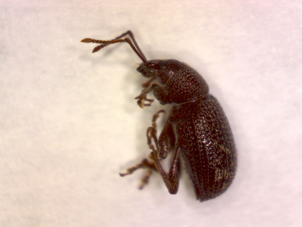 Cribrate Weevil from 44022 Comacchio FE, Italia on June 7, 2024 at 12: ...