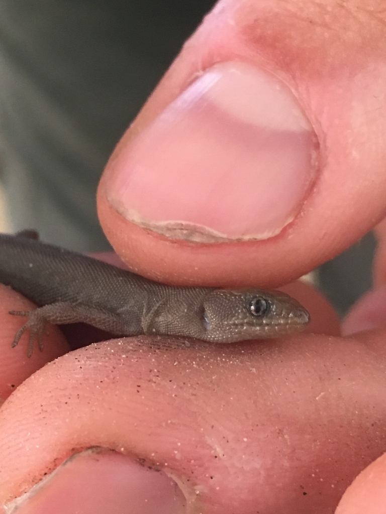 Baja California Night Lizard from Agua Caliente County Park, Julian, CA ...