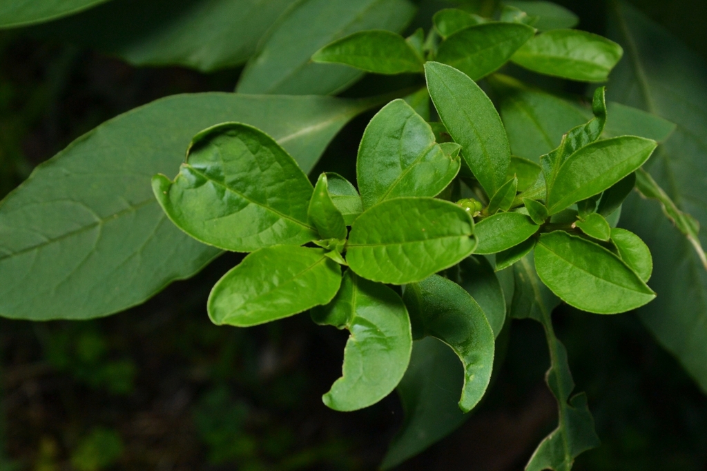Inkweed from Daisy Hill QLD 4127, Australia on June 7, 2024 at 04:08 PM ...