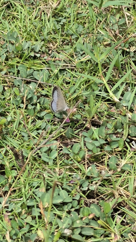 Pale Grass Blue from 797P+5H, Ariyurnadu, Tamil Nadu 637411, India on ...
