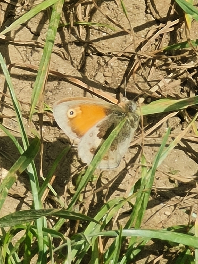 Small Heath from Croydon, UK on June 7, 2024 at 11:44 AM by Stuart ...