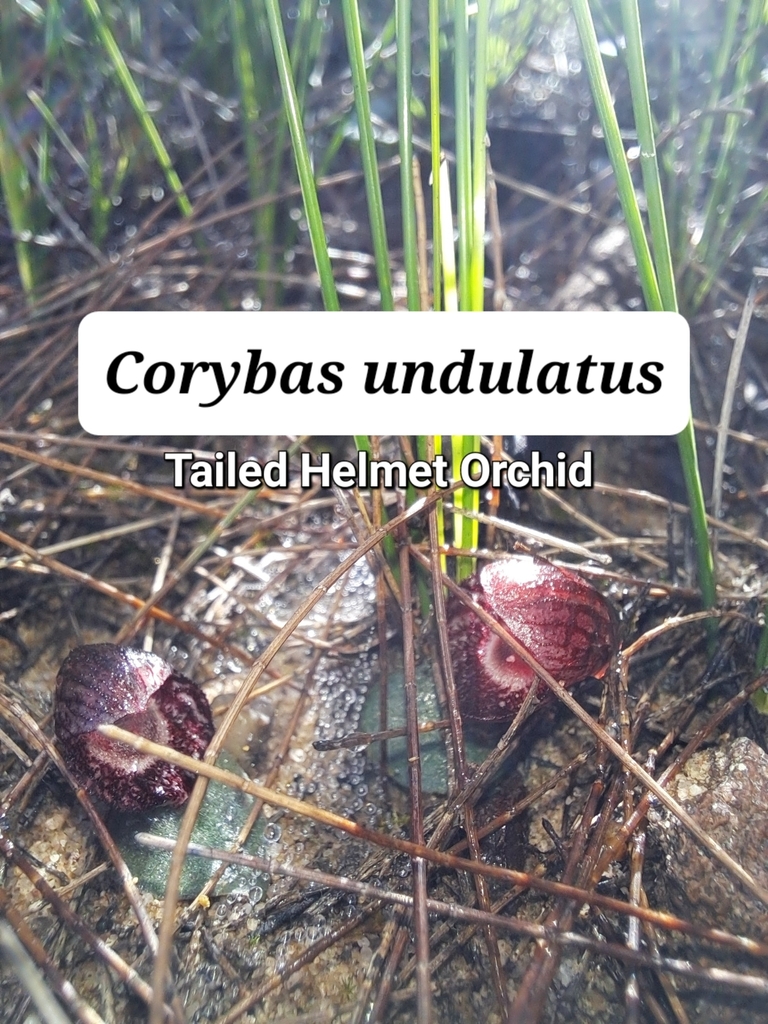 Corybas undulatus in June 2024 by M. Tailed Helmet Orchid · iNaturalist
