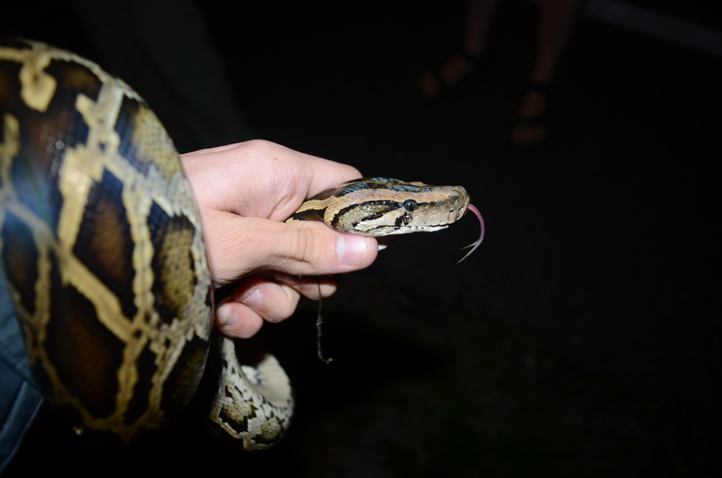 Burmese Python from Miami-Dade County, FL, USA on June 6, 2024 at 11:45 ...