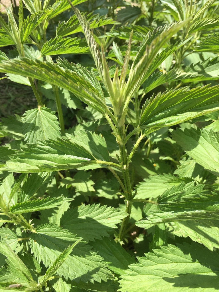 nettles from 3825 County Road 40 NE, New London, MN, US on May 17, 2019 ...
