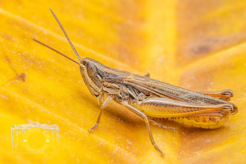 Euchorthippus albolineatus · iNaturalist