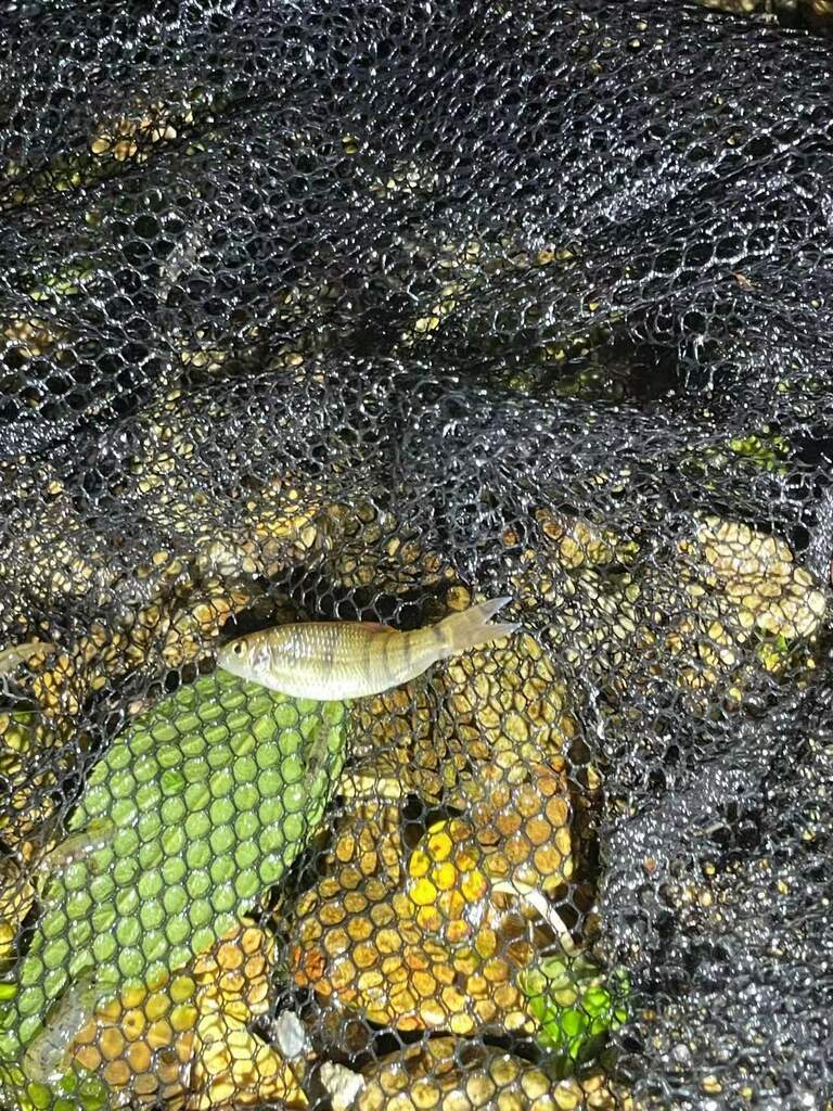 Acrossocheilus fasciatus from 中国浙江省舟山市定海区 on June 6, 2024 at 11:58 PM ...