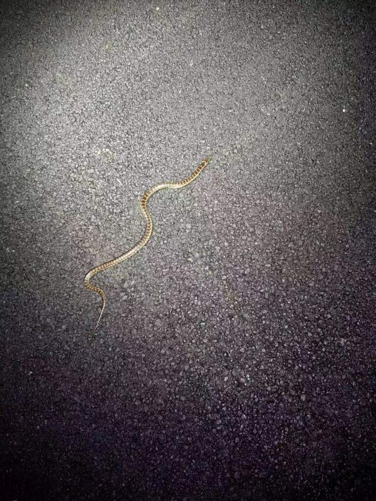 Red-banded Snake from 中国浙江省舟山市定海区 on June 7, 2024 at 12:00 AM by ...