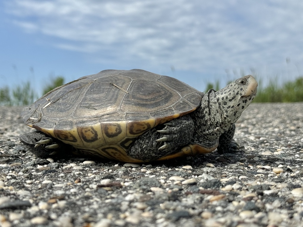 Diamondback Terrapin in June 2024 by mob-critters · iNaturalist