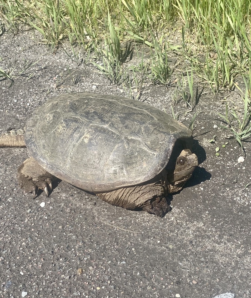 Common Snapping Turtle from VT-14, East Calais, VT, US on June 7, 2024 ...