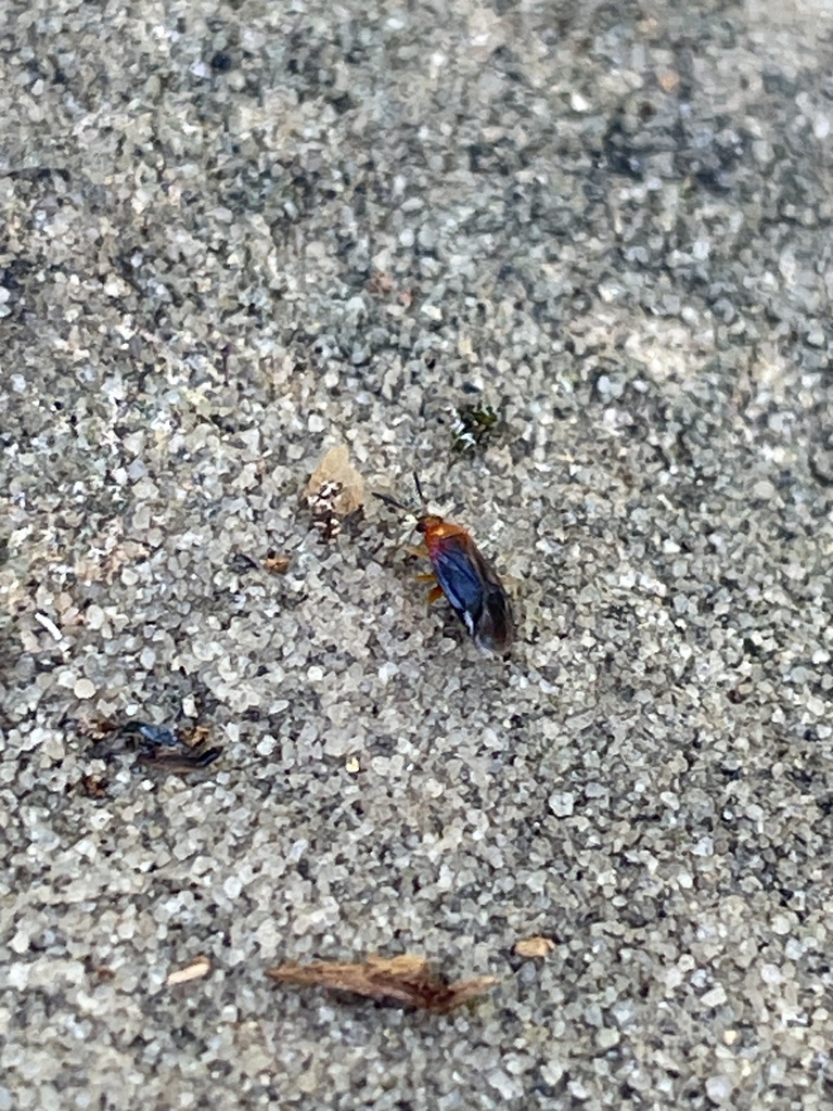 Winged and Once-winged Insects from Saint Louis Zoo, St. Louis, MO, US ...