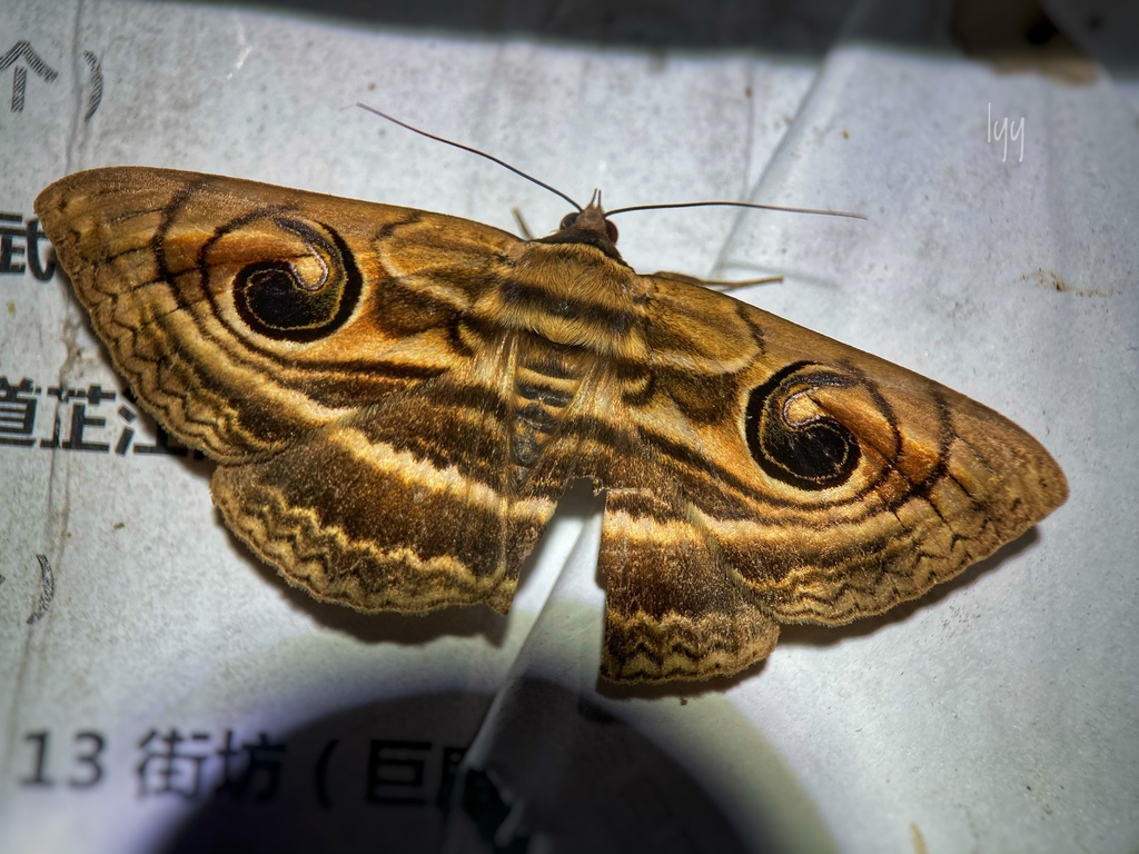 Spirama retorta in August 2022 by 李一扬. 问 · iNaturalist