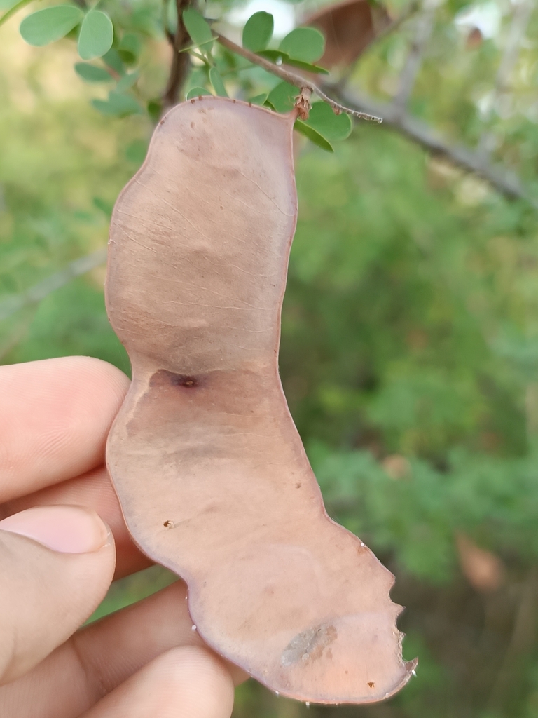 Wright Acacia from Lomas de San Fernando, 87606 San Fernando, Tamps ...