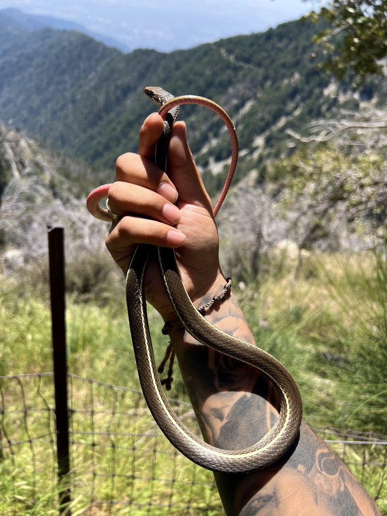 California Striped Racer from San Gabriel Mountains National Monument ...