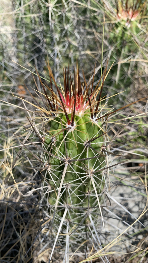 Echinocereus enneacanthus carnosus from Fort McKavett on June 7, 2024 ...