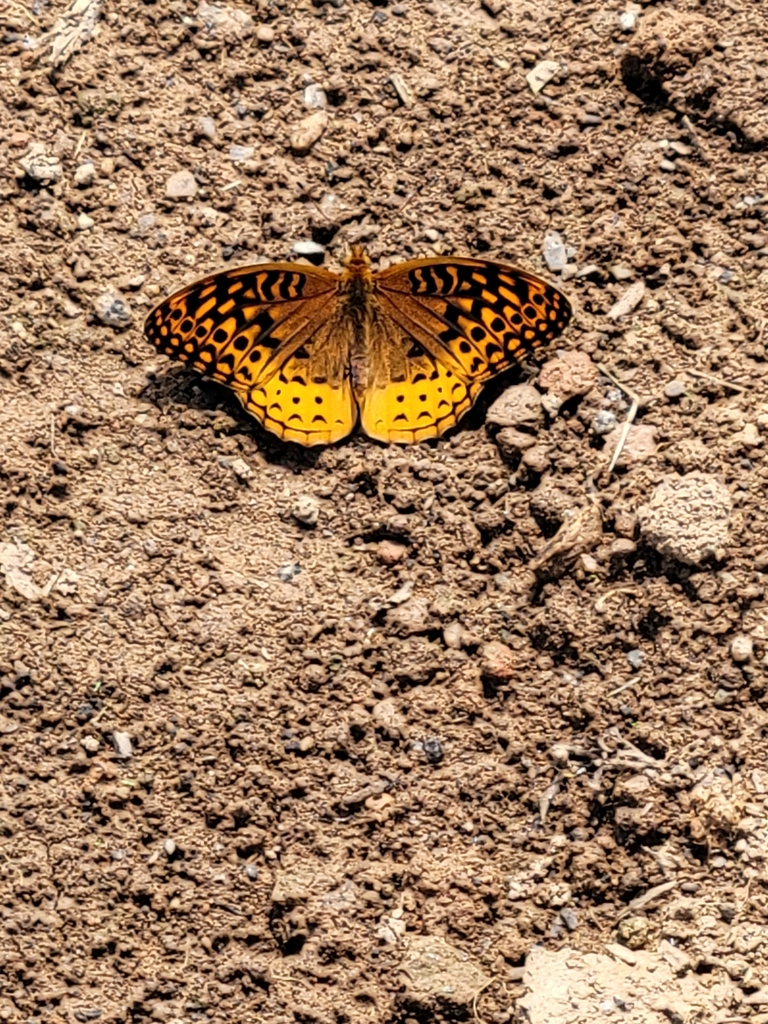 Great Spangled Fritillary from Hillsboro, VA 20132, USA on June 7, 2024 ...