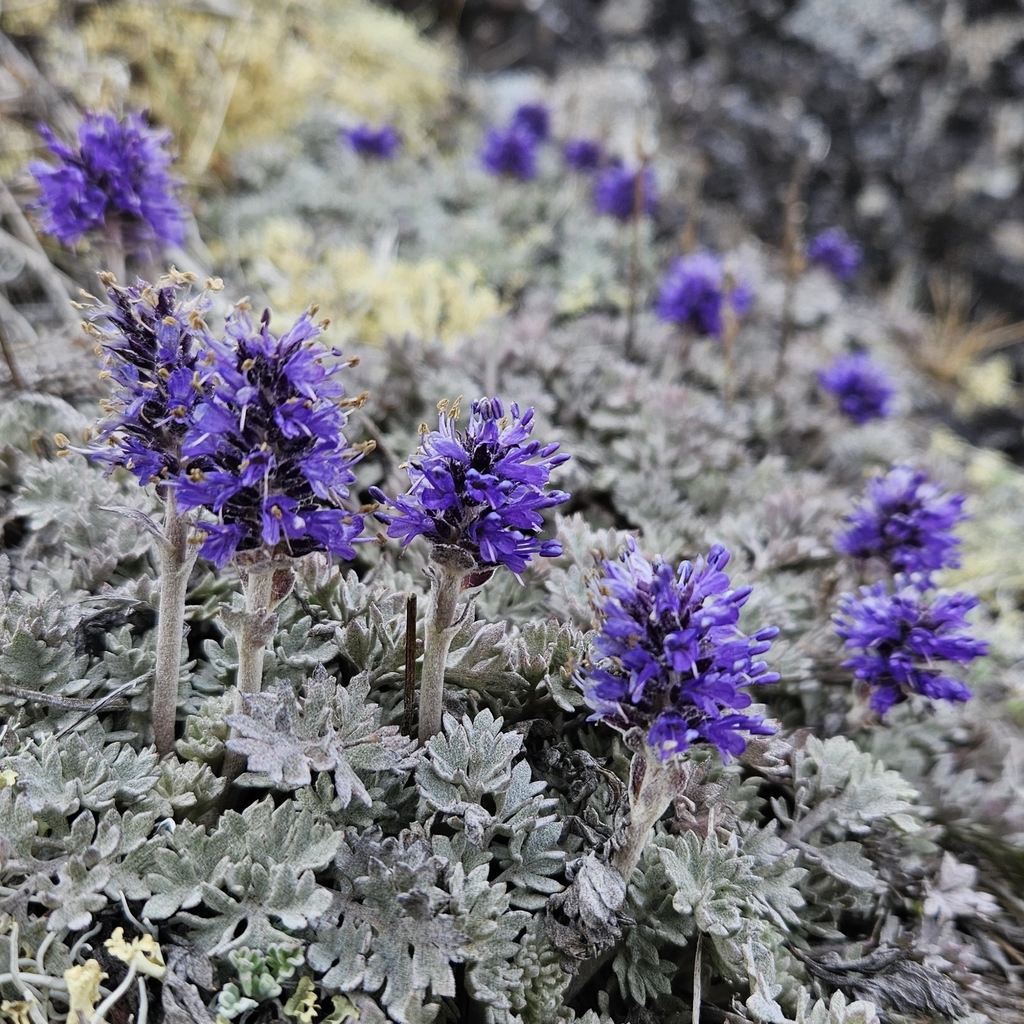 Olympic Cut-Leaf Synthyris from Sequim, WA 98382, USA on May 27, 2024 ...