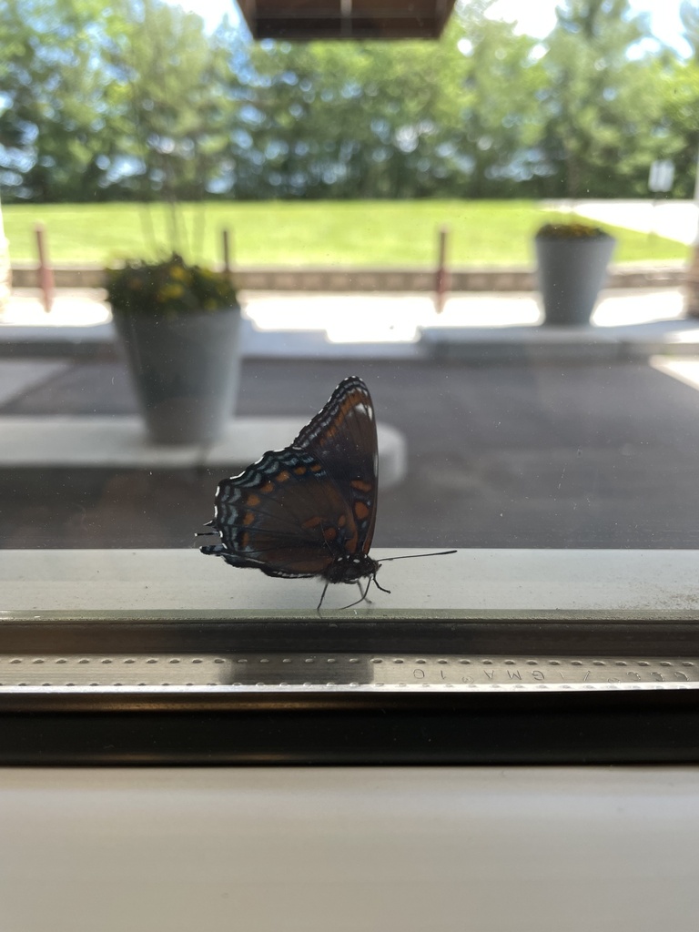 Red-spotted Purple from Ozark Ave N, Scandia, MN, US on June 7, 2024 at ...