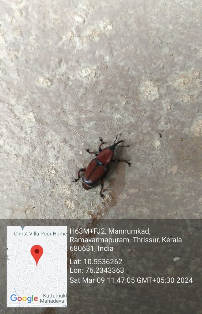 Rhynchophorini from Mannumkad, Ramavarmapuram on March 9, 2024 at 11:50 ...