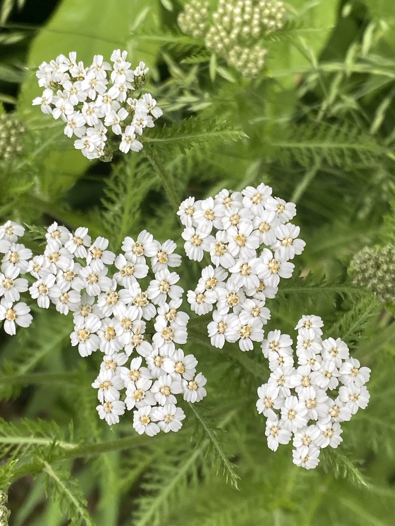 common yarrow from Arnold Ln, Palermo, ME, US on June 7, 2024 at 01:50 ...