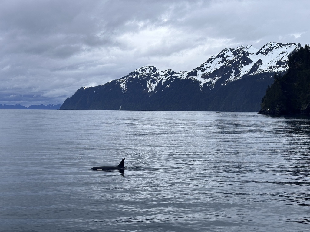 Orca from Resurrection Bay, AK, US on May 30, 2024 at 12:33 PM by ...