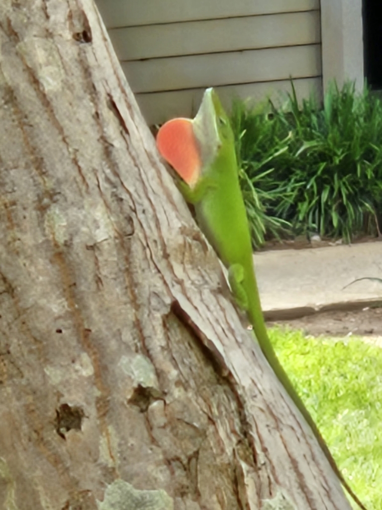 Green Anole from Raleigh, NC 27606, USA on June 12, 2023 at 02:54 PM by ...