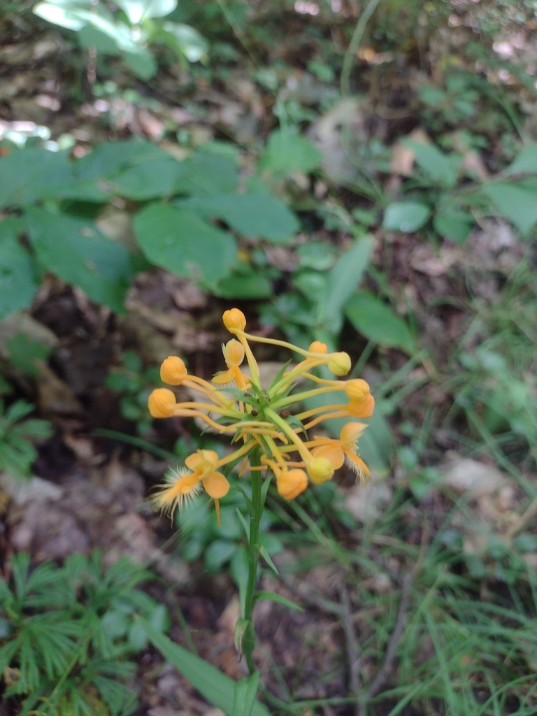 Bog Orchids from Snake Hill Wildlife Management Area on July 29, 2023 ...