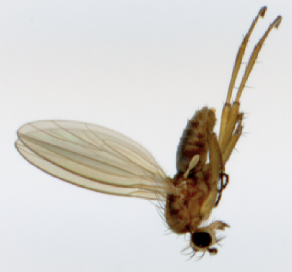 Lonchoptera from 1775 Middenmeer, Netherlands on May 31, 2024 at 11:17 ...