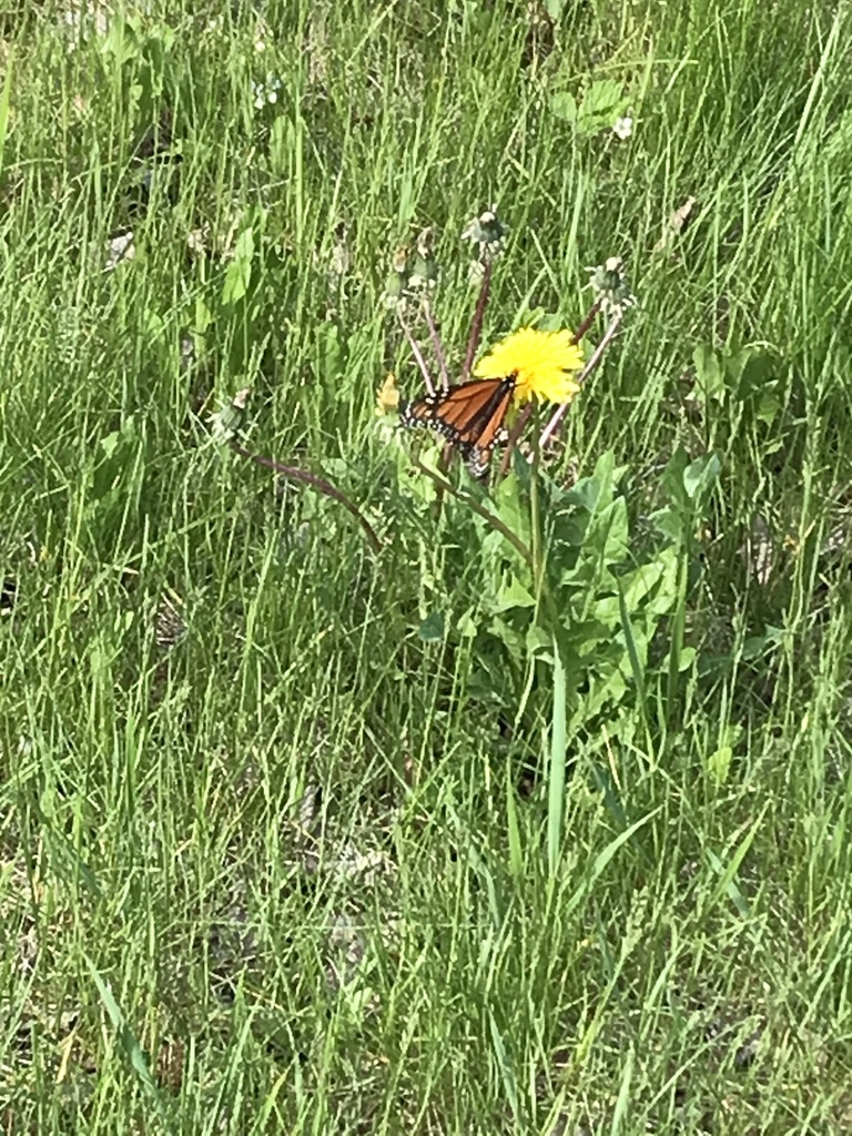 Monarch from Kenora, Unorganized, ON, CA on June 2, 2024 at 09:54 AM by ...