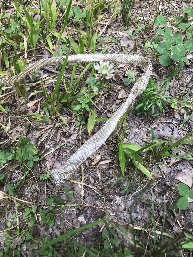 Colubrid Snakes in June 2024 by sammyisafuzzydog · iNaturalist