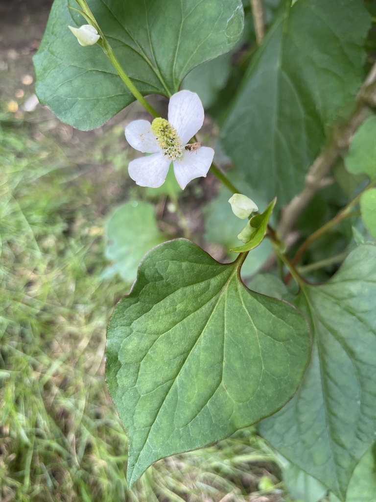 Chameleon Plant from Vee Lynn Dr, Pittsburgh, PA, US on June 7, 2024 at ...