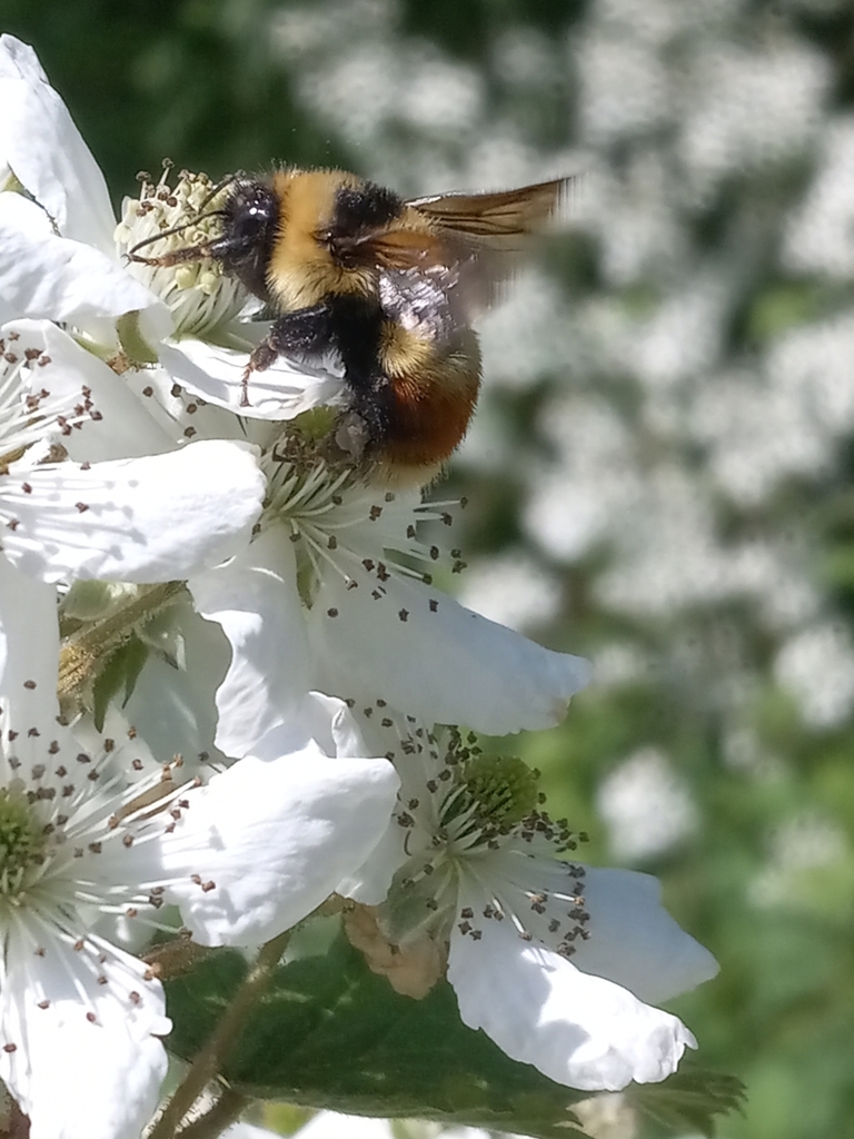Red-belted Bumble Bee from Addison, VT 05491, USA on May 31, 2024 at 10 ...