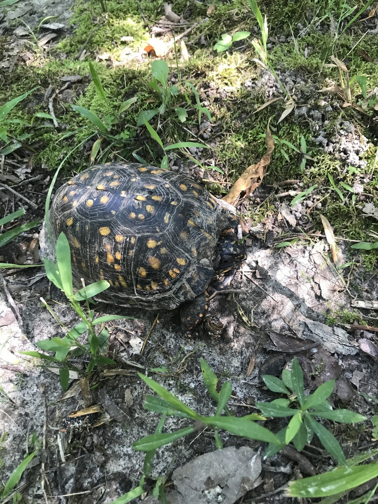 Eastern Box Turtle in June 2024 by sammyisafuzzydog. Freckles! New ...