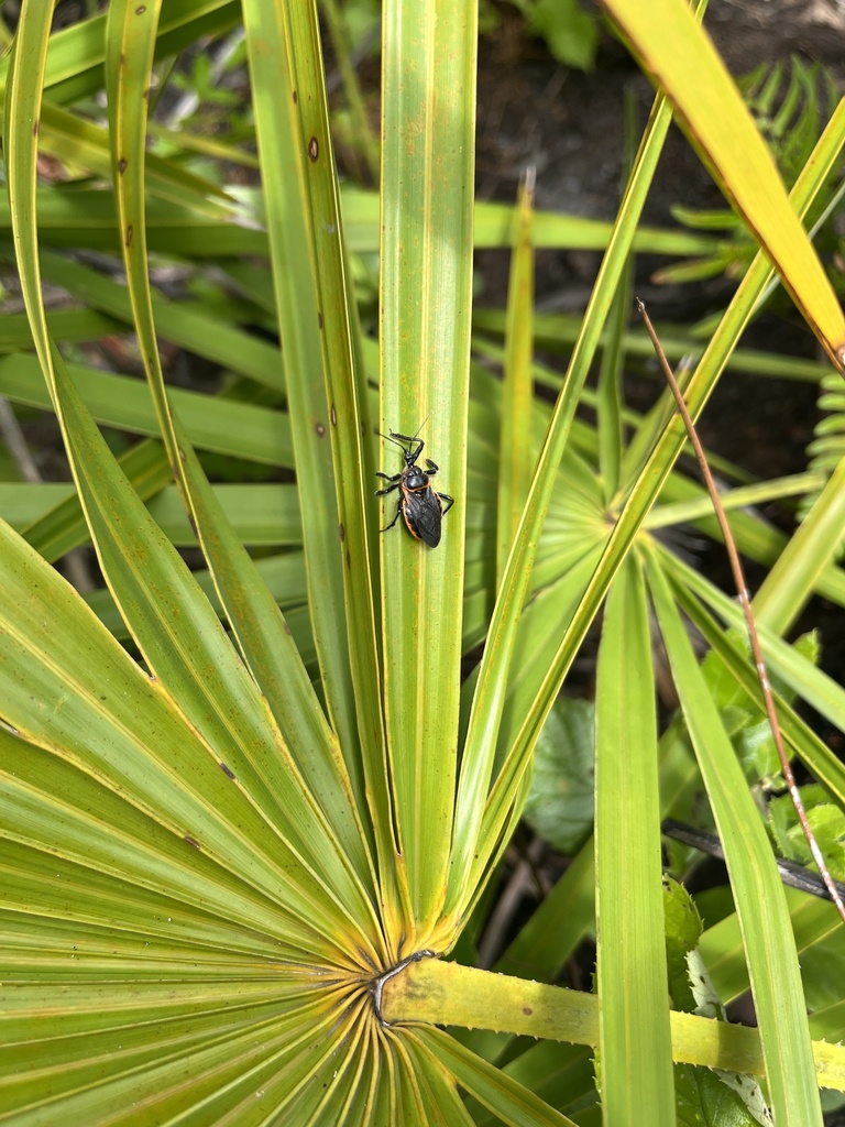 Eastern Bee Assassin in May 2024 by Allie Heiker · iNaturalist