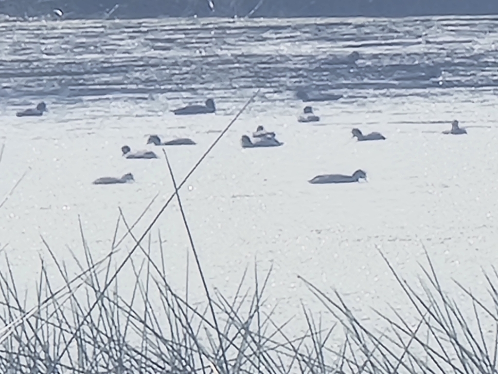 Slate-colored Coot from San Juan de Yscos, 12428, Perú on June 2, 2024 ...