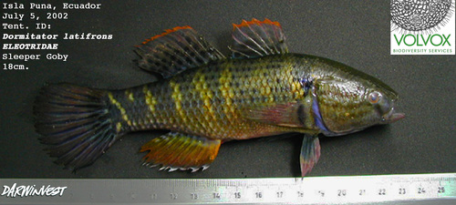 Dormitator latifrons - Alchetron, The Free Social Encyclopedia