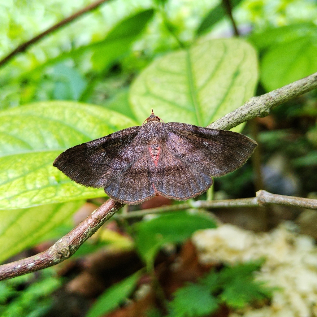 Azeta rhodogaster from Turbaco, Bolívar, Colômbia on June 7, 2024 at 02 ...