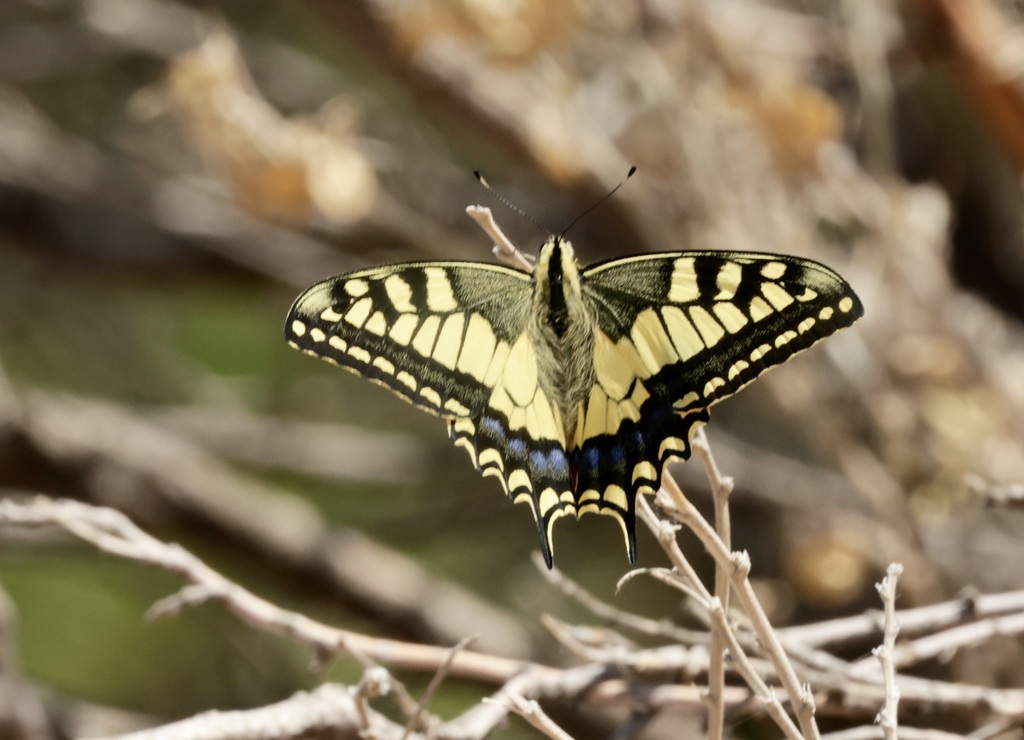 Old World Swallowtail from Athens, Greece on May 29, 2024 at 06:46 AM ...
