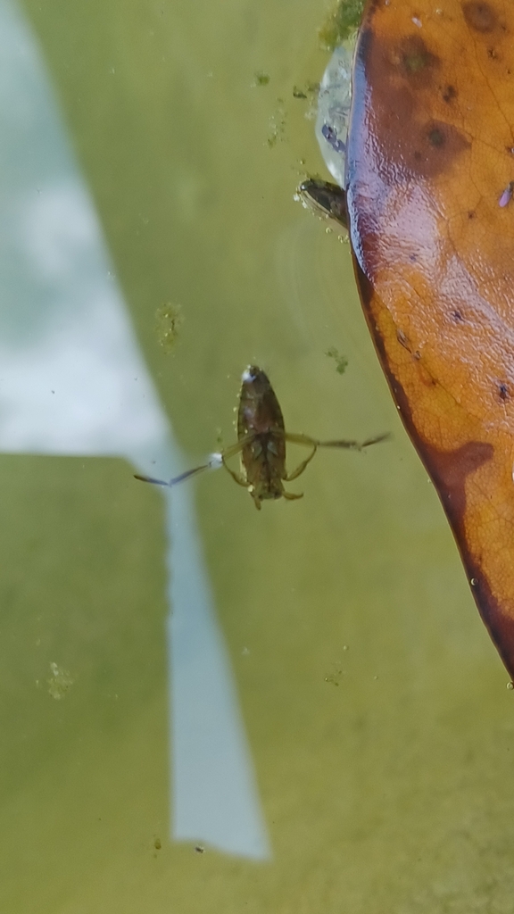 Milky Backswimmers in June 2024 by zenotheturt · iNaturalist