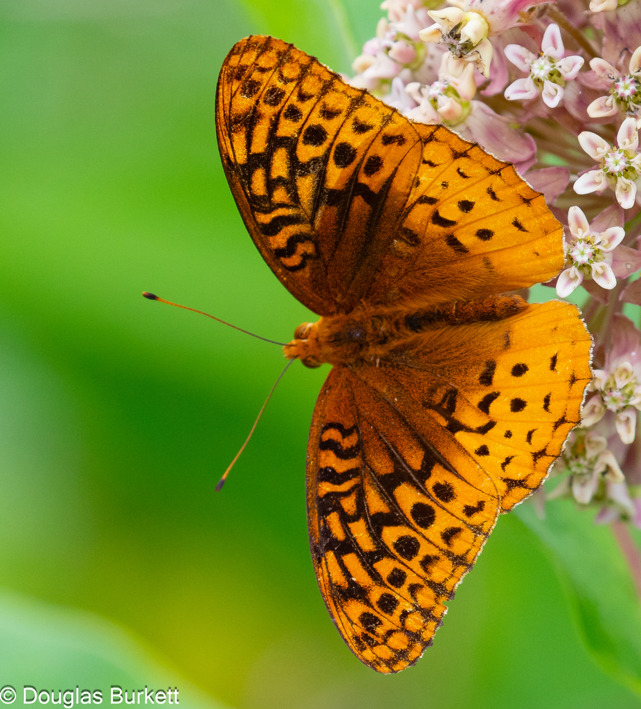 Great Spangled Fritillary from Nelson County, VA, USA on June 6, 2024 ...
