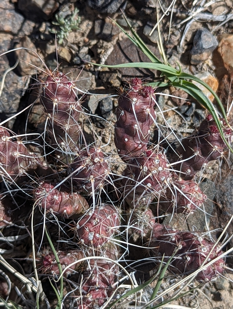 Sagebrush Cholla from Mineral County, NV, USA on May 7, 2024 at 03:29 ...